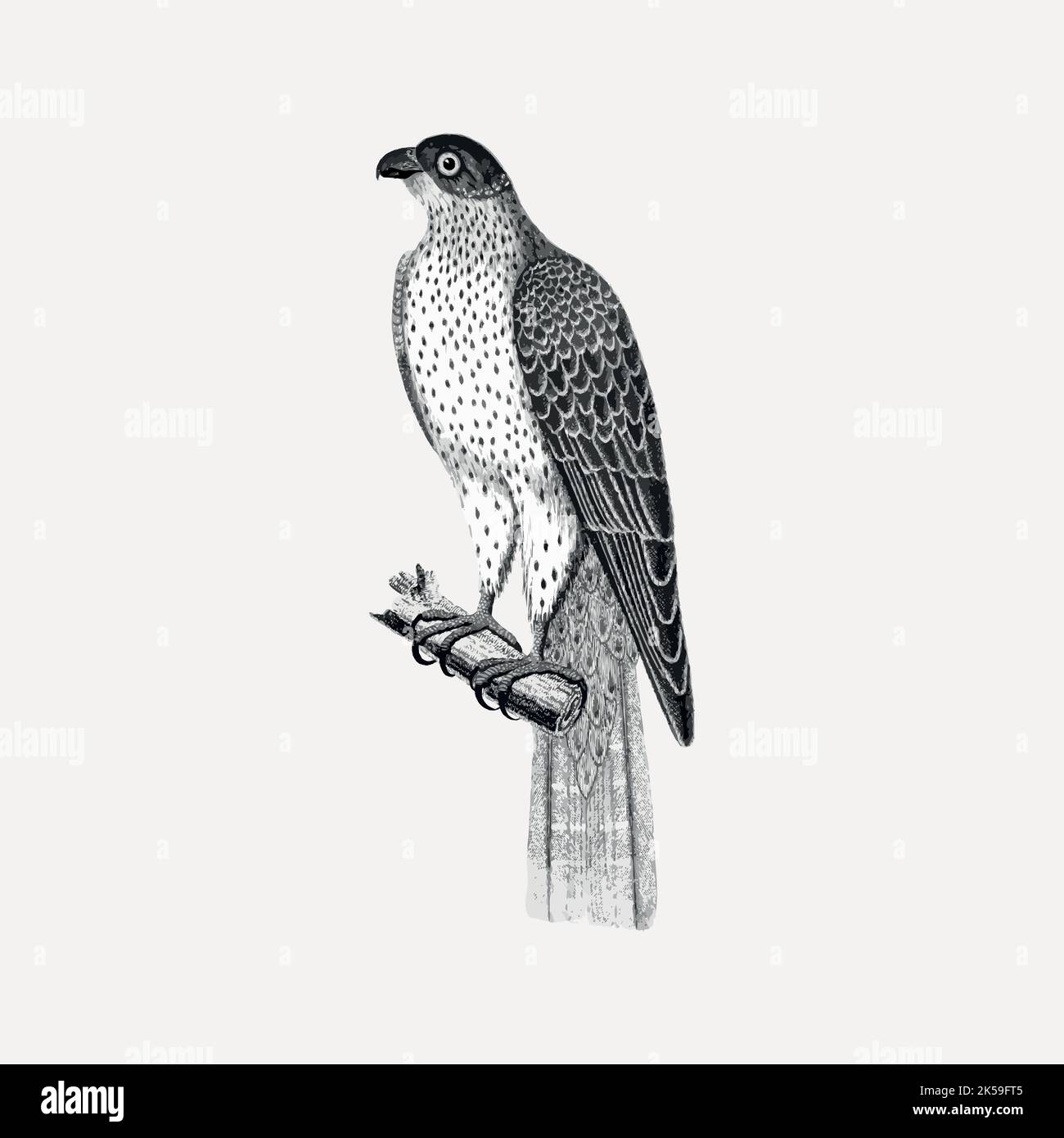Falcon bird collage element drawing clipart hi-res stock photography ...