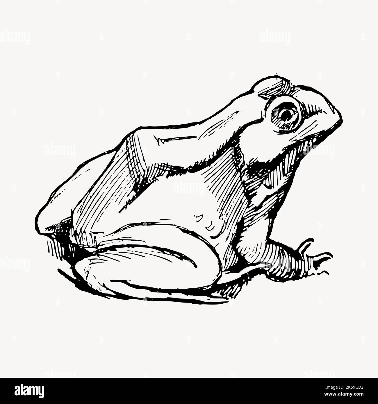 Amphibian frog illustration clipart vector Stock Vector Image & Art - Alamy