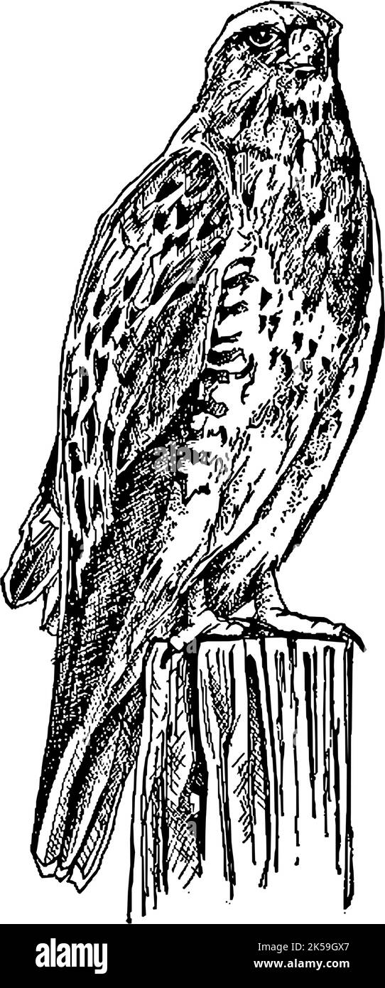 Standing hawk png sticker illustration, transparent background Stock ...