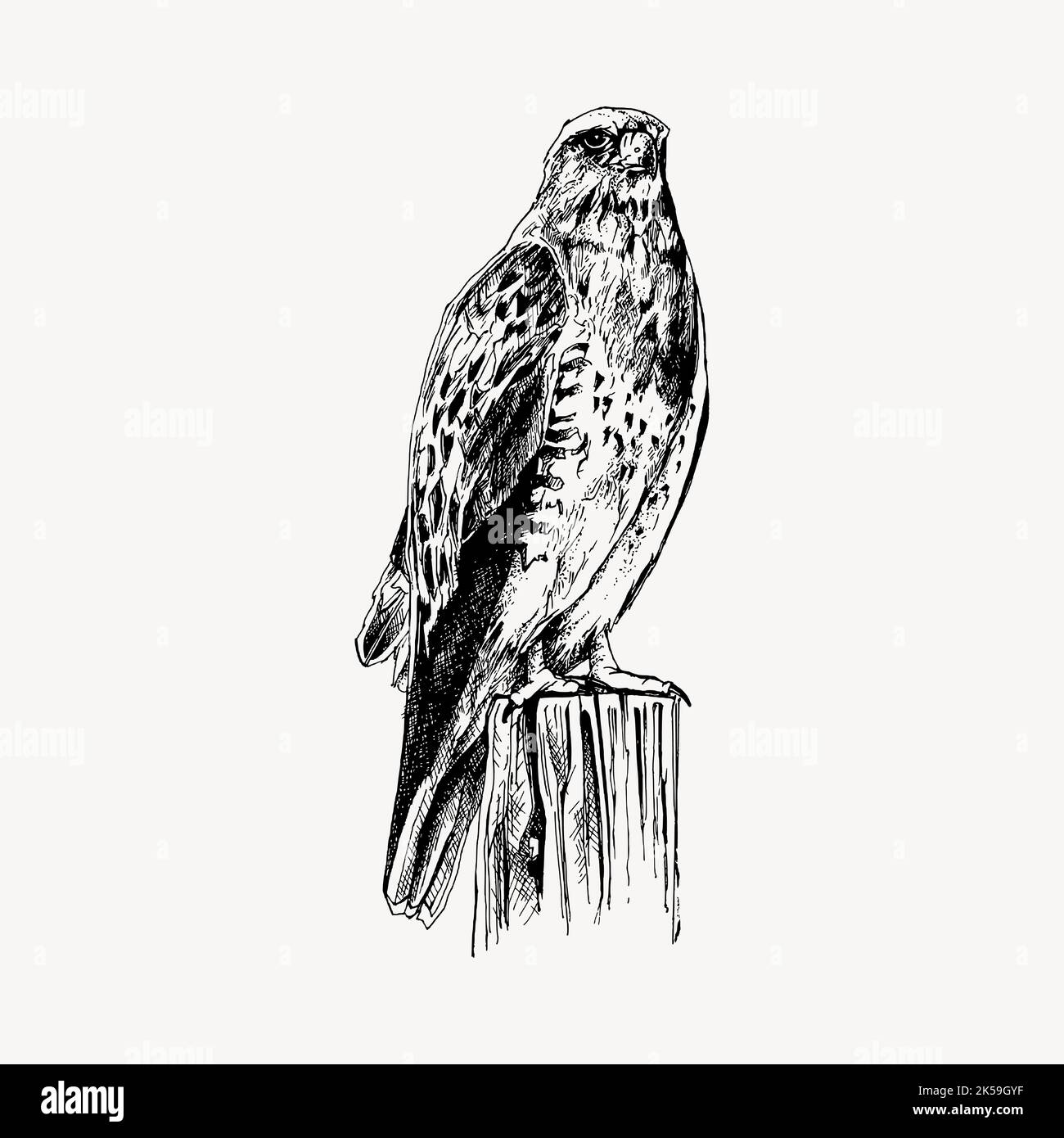 Buzzard bird clipart Stock Vector Images - Alamy