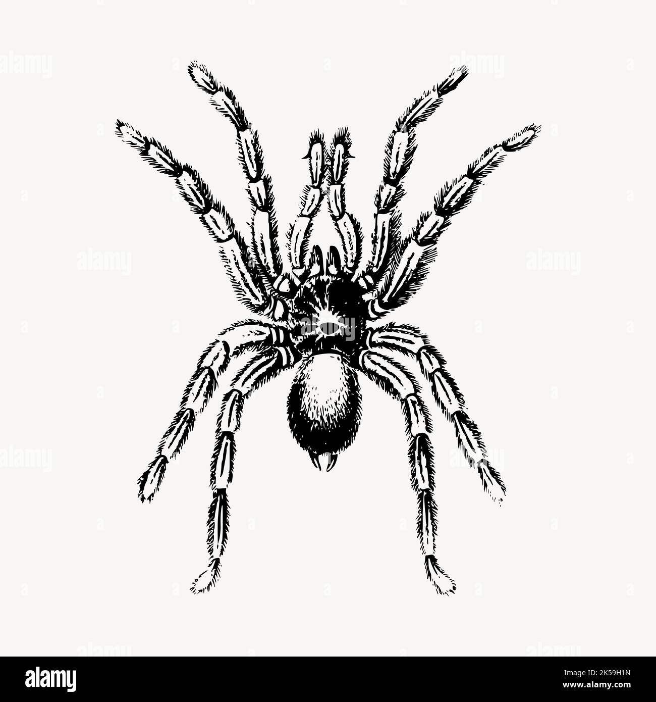 Spider insect illustration clipart vector Stock Vector Image & Art - Alamy