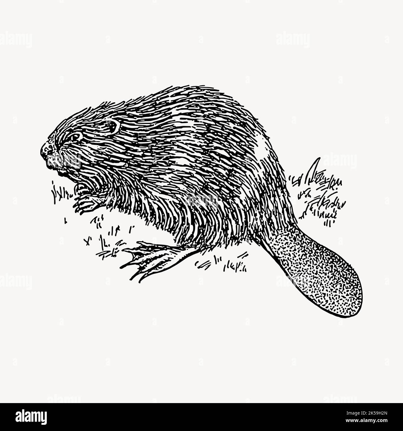 Beaver Illustration Clipart Vector Stock Vector Image And Art Alamy