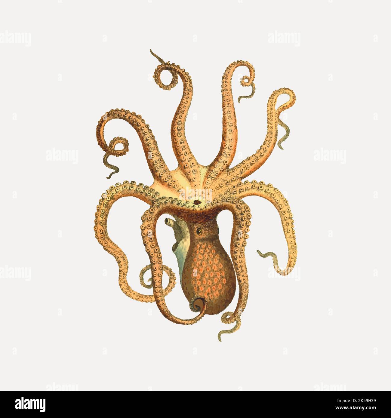 Octopus collage element hi-res stock photography and images - Alamy