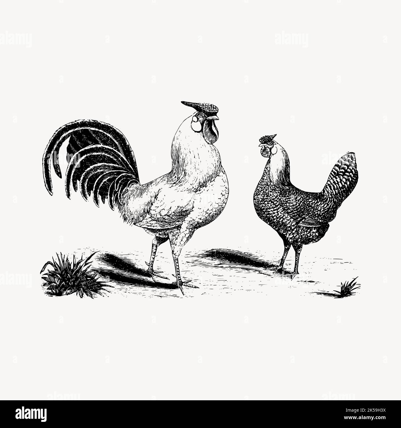 Chickens clipart, vintage hand drawn vector Stock Vector Image & Art ...