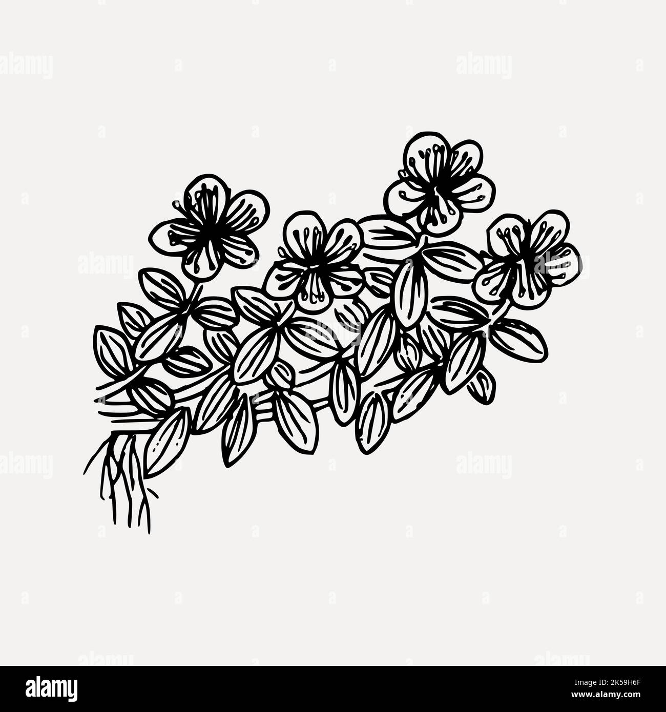 Wildflower drawing, floral illustration vector Stock Vector Image & Art ...