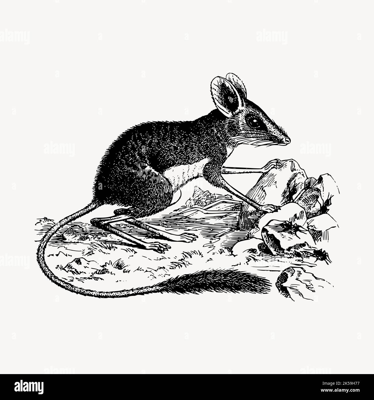 Kultarr hi-res stock photography and images - Alamy