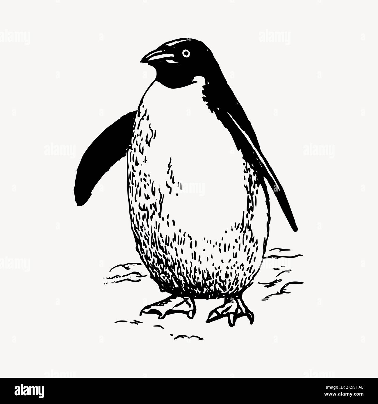 Penguin clipart, vintage hand drawn vector Stock Vector Image & Art - Alamy