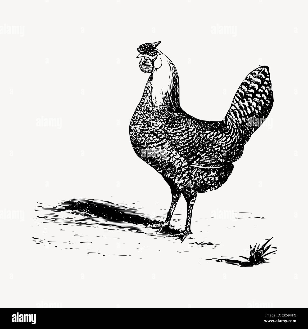 Chicken clipart, vintage hand drawn vector Stock Vector Image & Art - Alamy