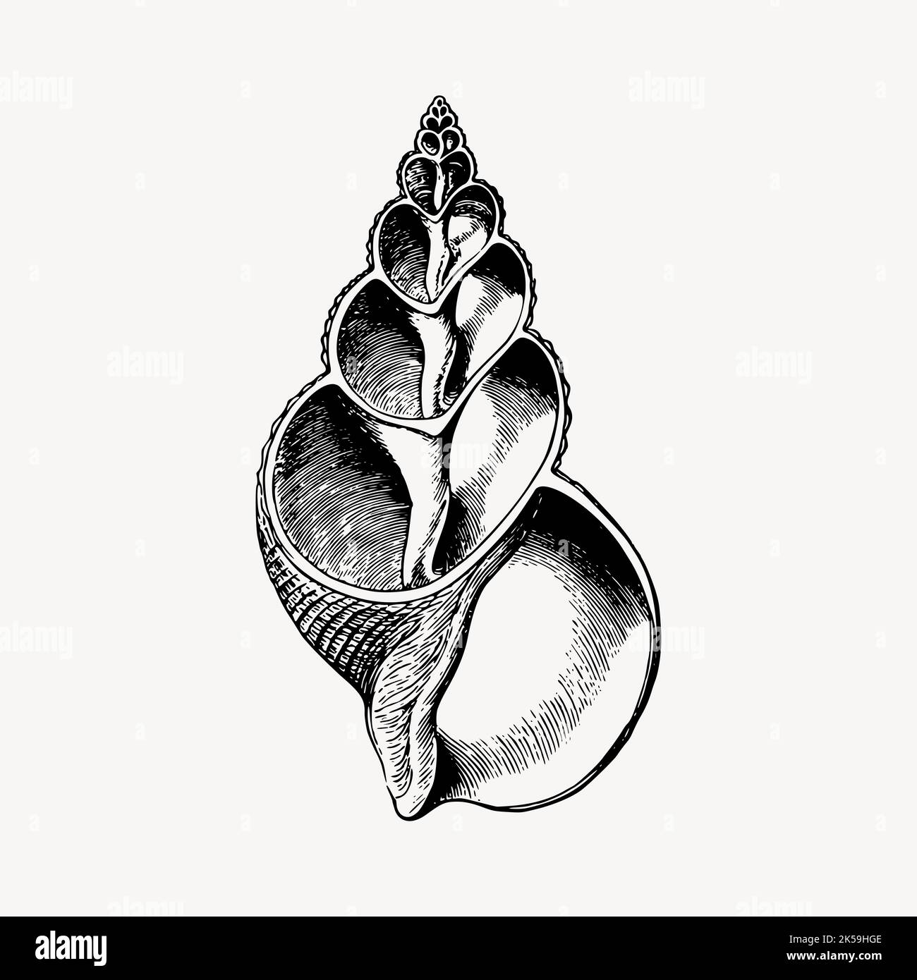 Vintage seashell object illustration clipart vector Stock Vector Image ...