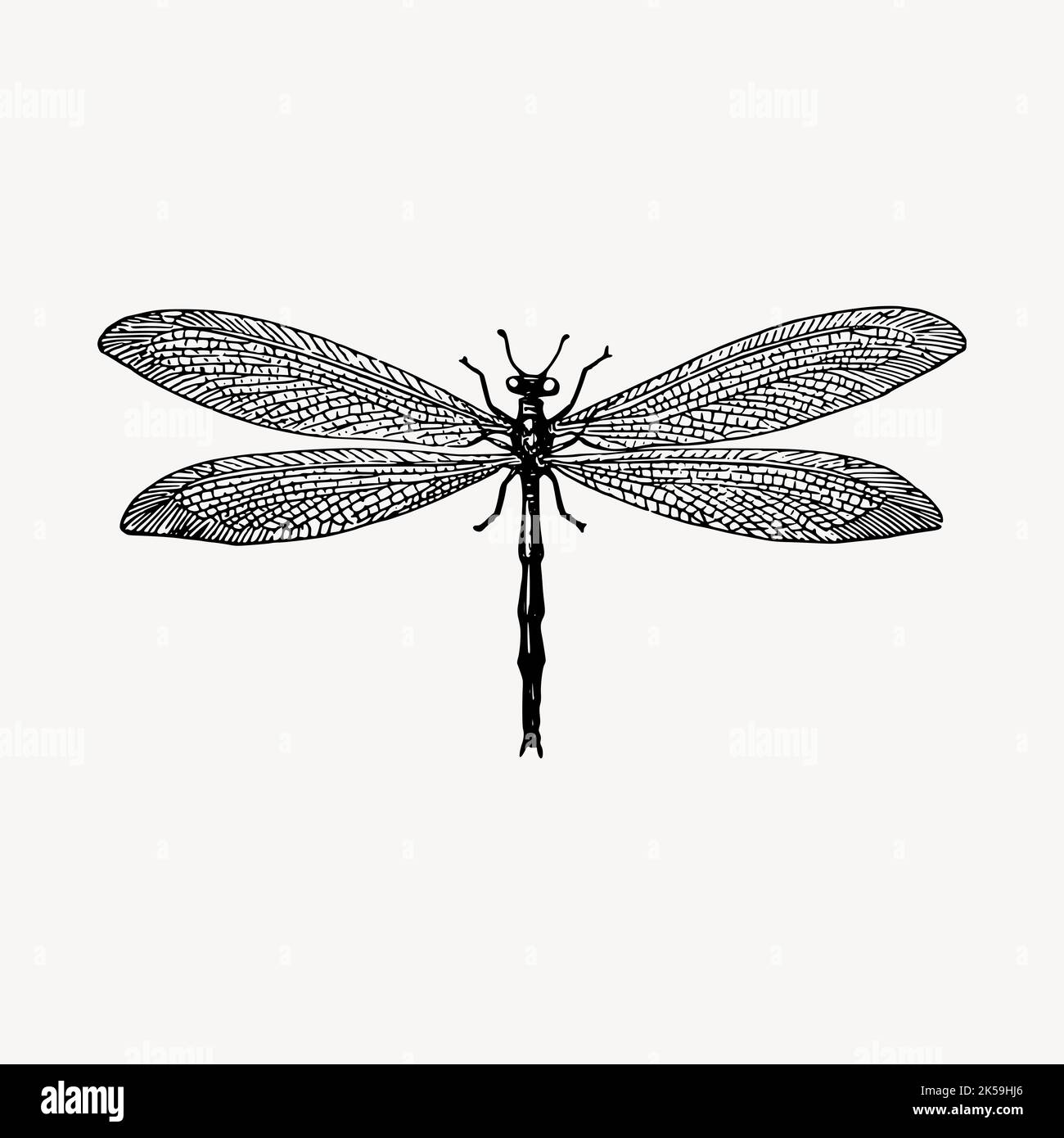 Dragonfly insect illustration clipart vector Stock Vector Image & Art ...