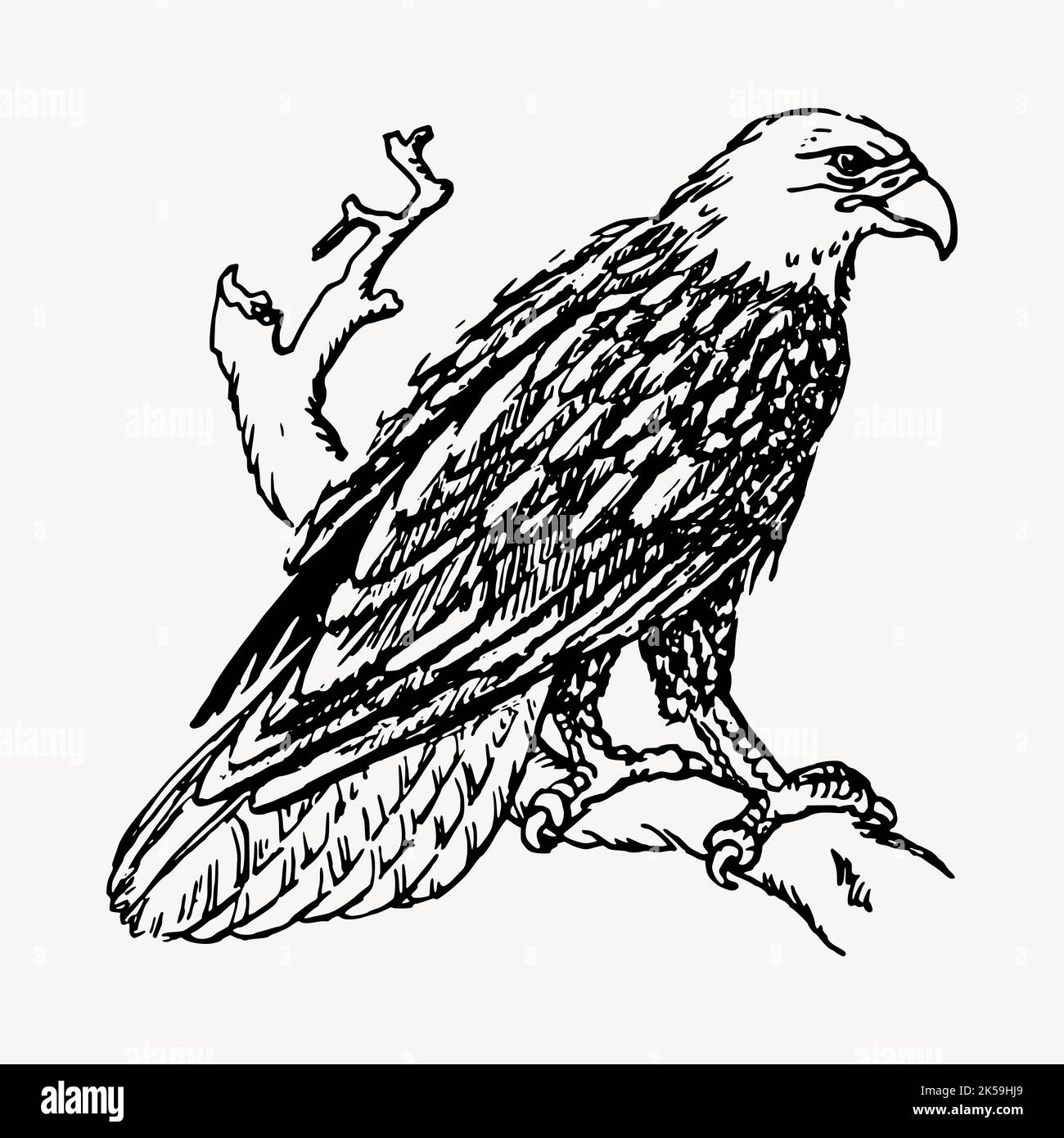 Eagle bird vector vectors hi-res stock photography and images - Alamy