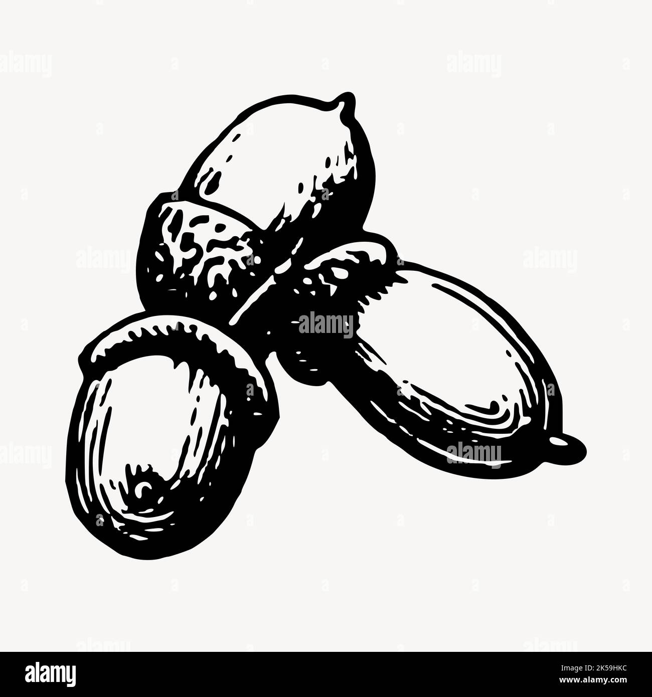 Acorn clipart, vintage hand drawn vector Stock Vector Image & Art - Alamy