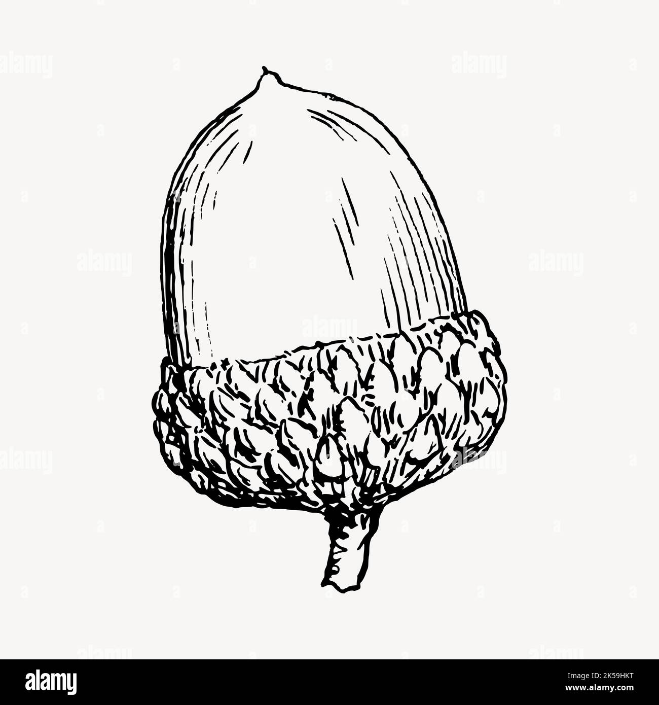 Acorn clipart, vintage hand drawn vector Stock Vector Image & Art - Alamy