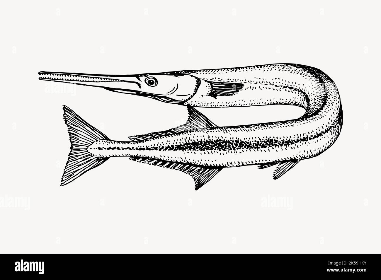 Needlefish Clipart