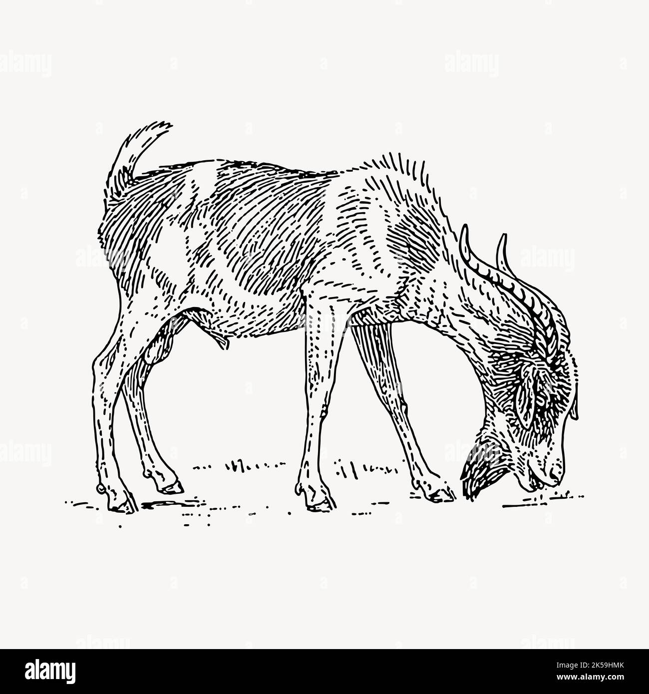 The grazing goat Stock Vector Images - Alamy