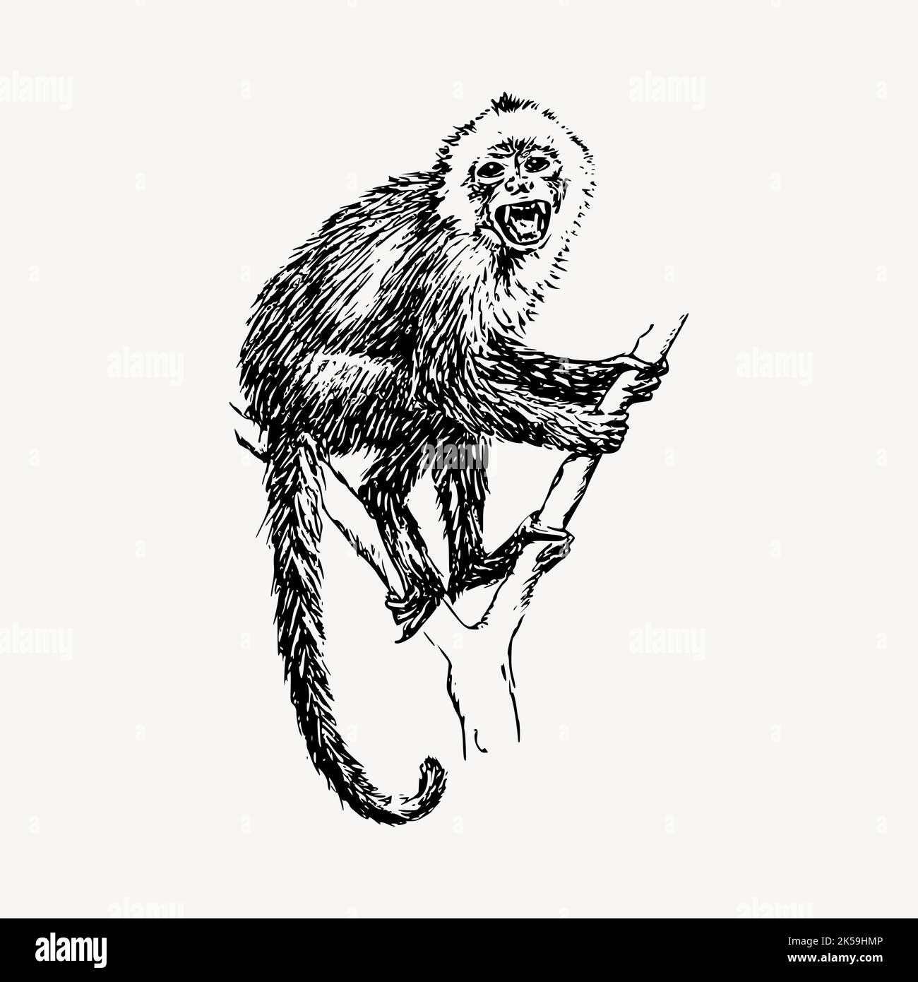 Capuchin monkey clipart, vintage hand drawn vector Stock Vector Image ...