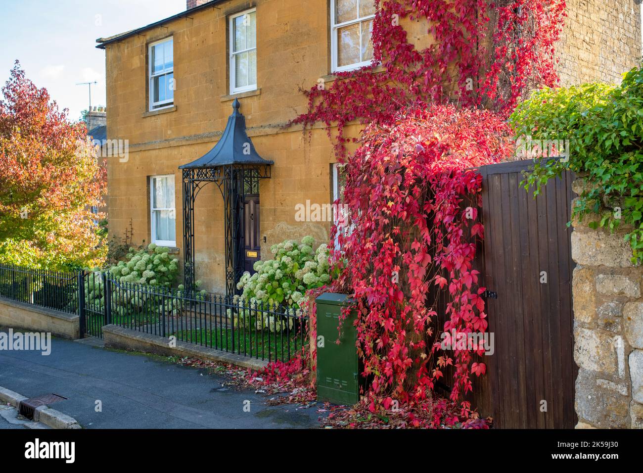 Parthenocissus quinquefolia. Virginia Creeper / American ivy creeping ...