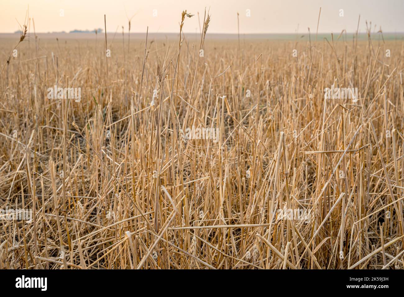 Hail devastation to a prairie wheat field near Stewart Valley, SK Stock ...