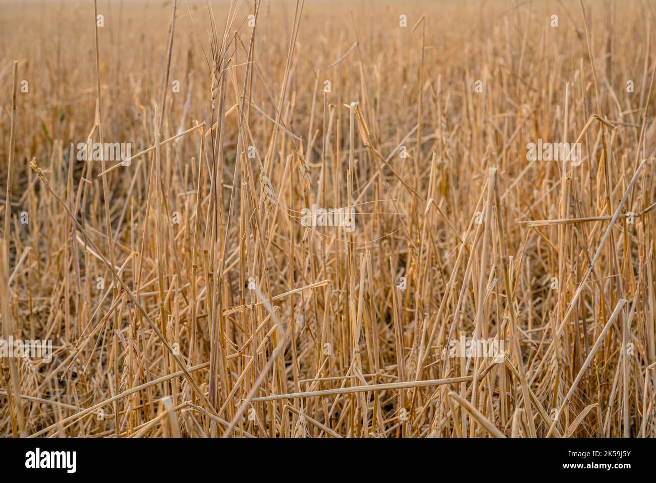 Hail devastation to a prairie wheat field near Stewart Valley, SK Stock ...