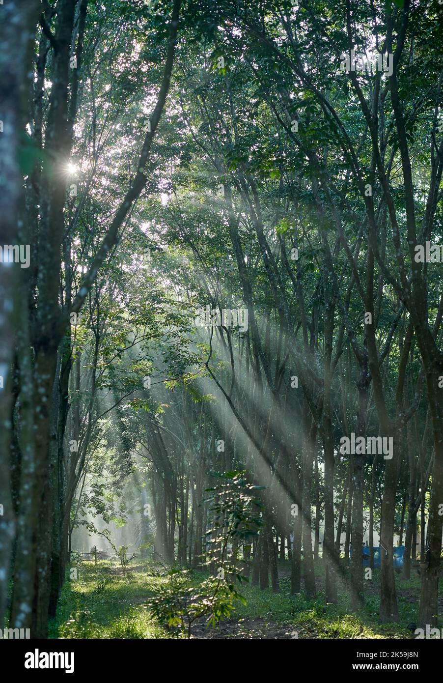 Early morning sun rays in a rubber tree plantation in Thailand Stock ...