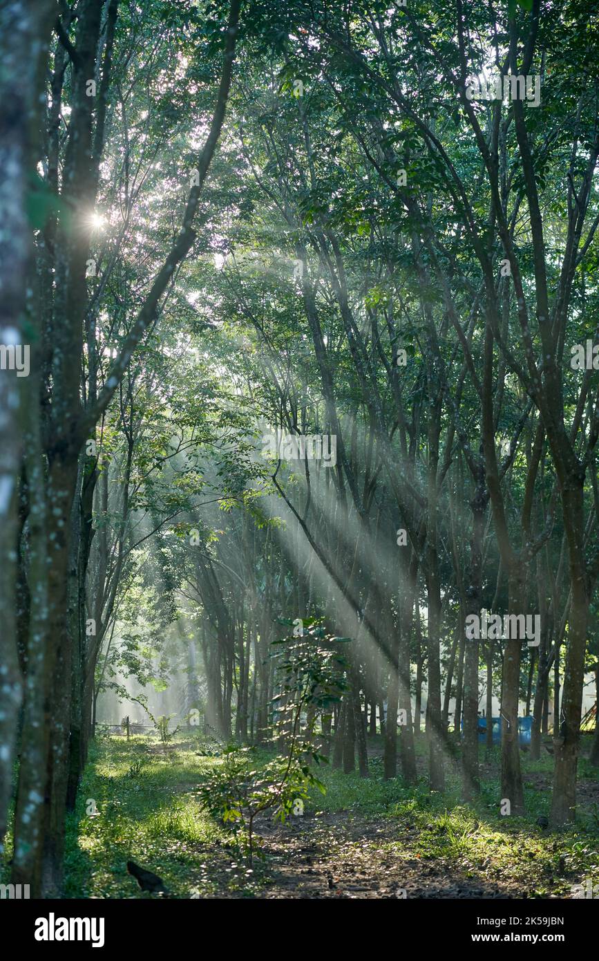 Early morning sun rays in a rubber tree plantation in Thailand Stock ...