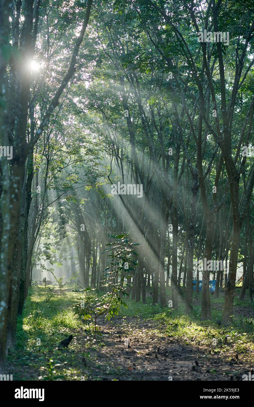 Early morning sun rays in a rubber tree plantation in Thailand Stock ...