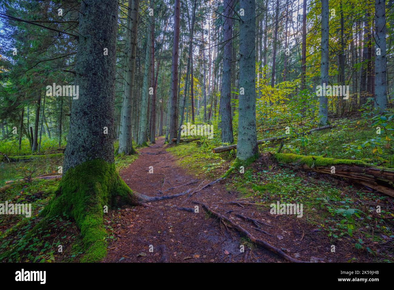 The green roots of a tree in the forest Stock Photo - Alamy
