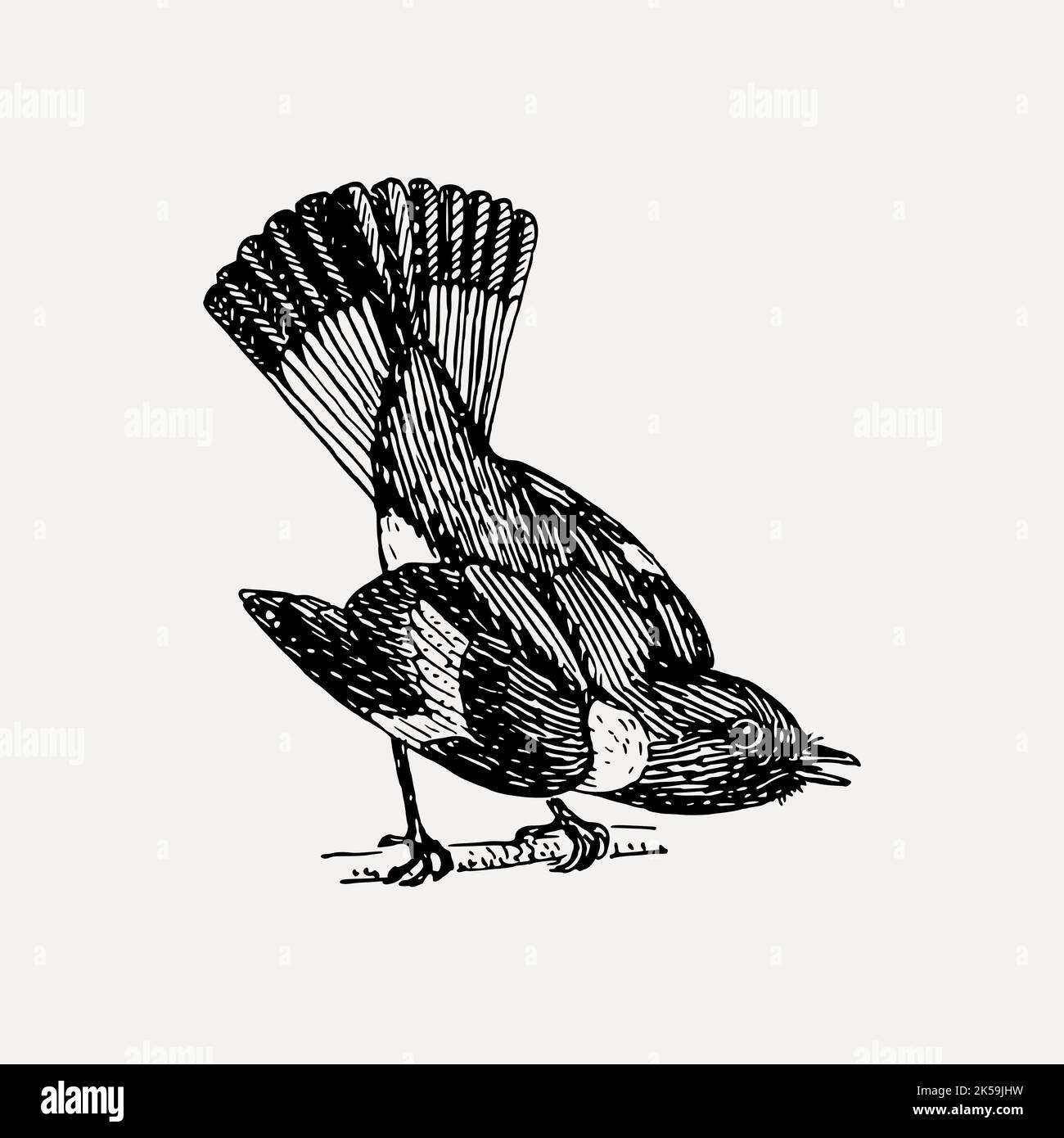 Redstart bird drawing, vintage animal illustration vector Stock Vector ...