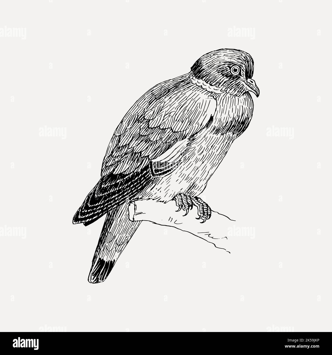 Ring dove bird drawing, vintage animal illustration vector Stock Vector ...
