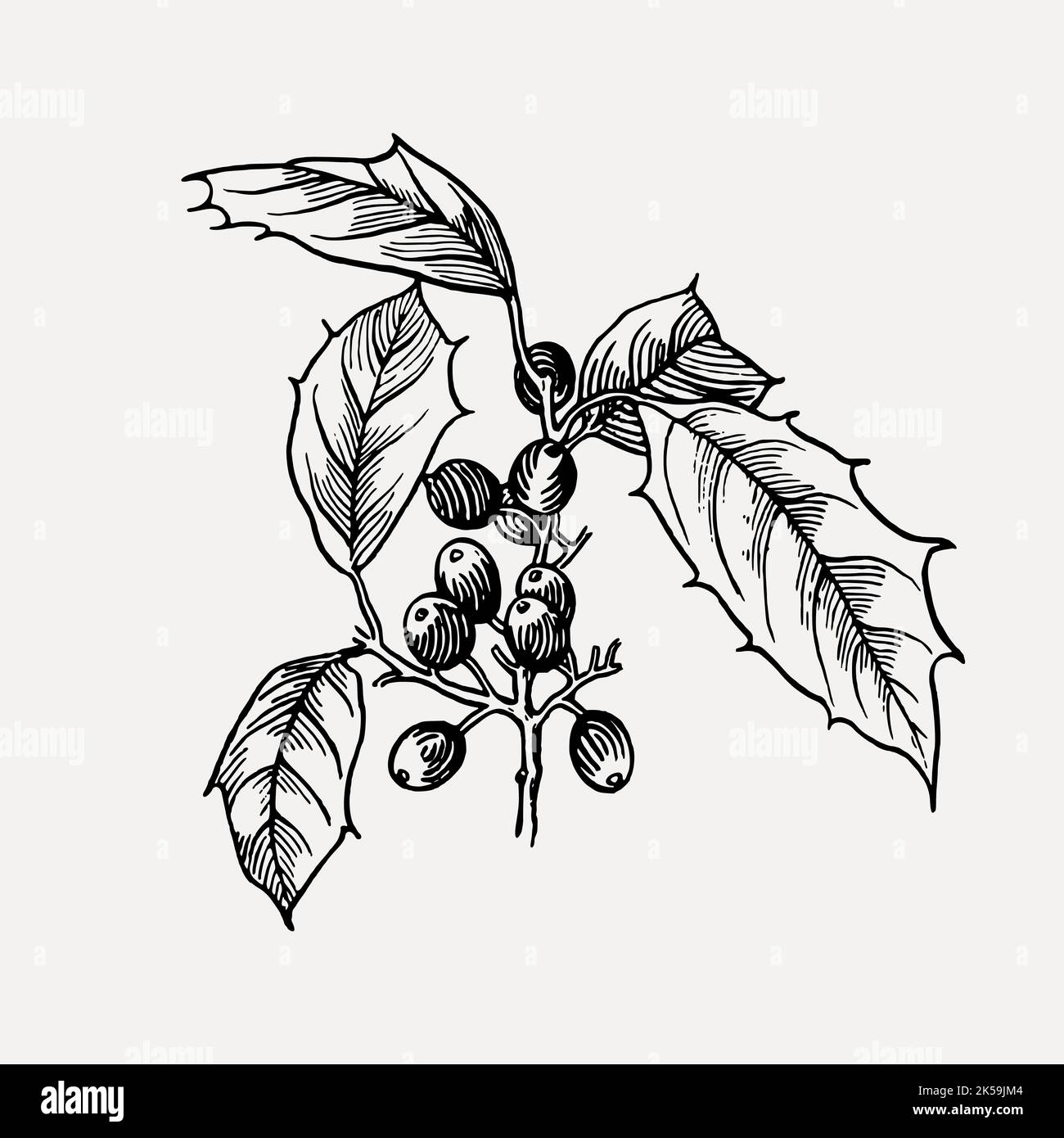 Holly drawing, vintage plant illustration vector Stock Vector Image ...