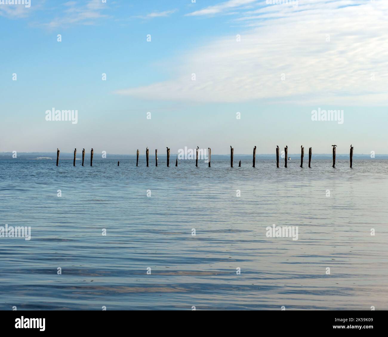 The Old Pier, French Island with ibis Stock Photo - Alamy
