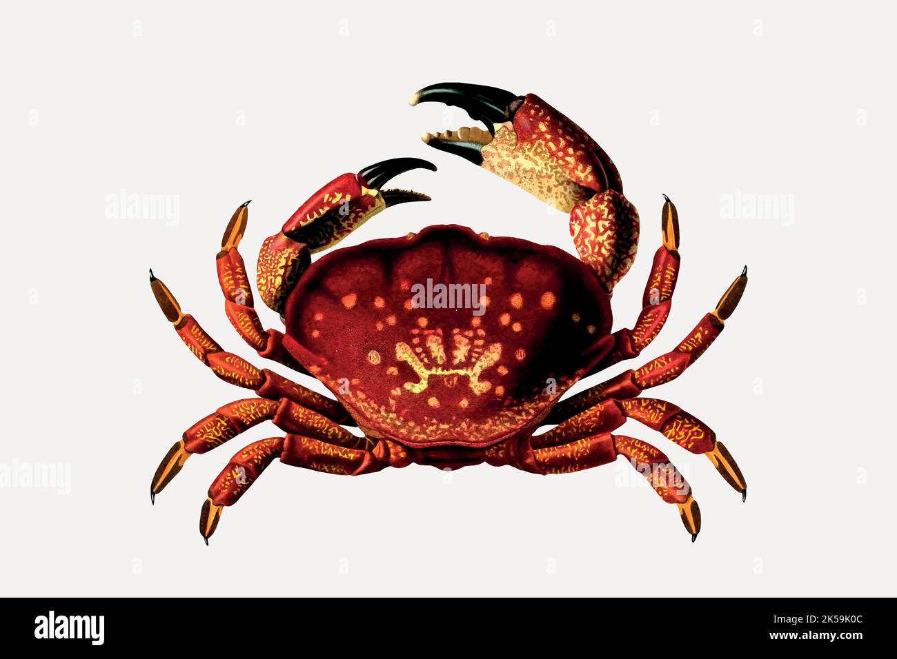 Stone crab clipart, vintage sea animal illustration vector Stock Vector ...