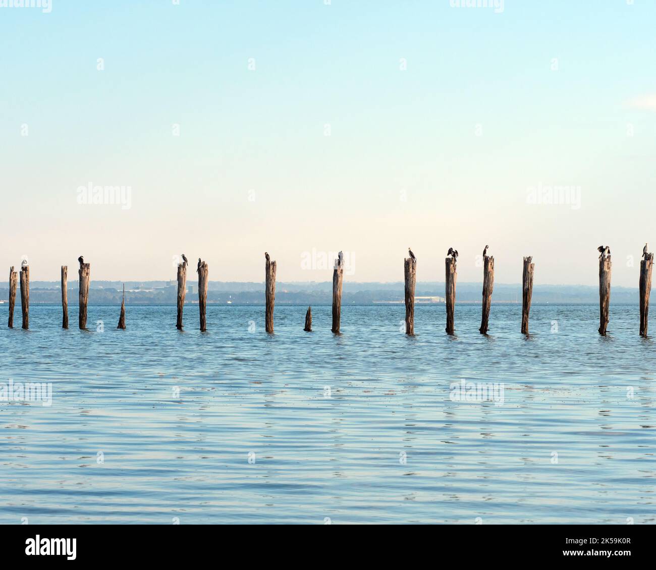 The Old Pier, French Island with ibis Stock Photo - Alamy