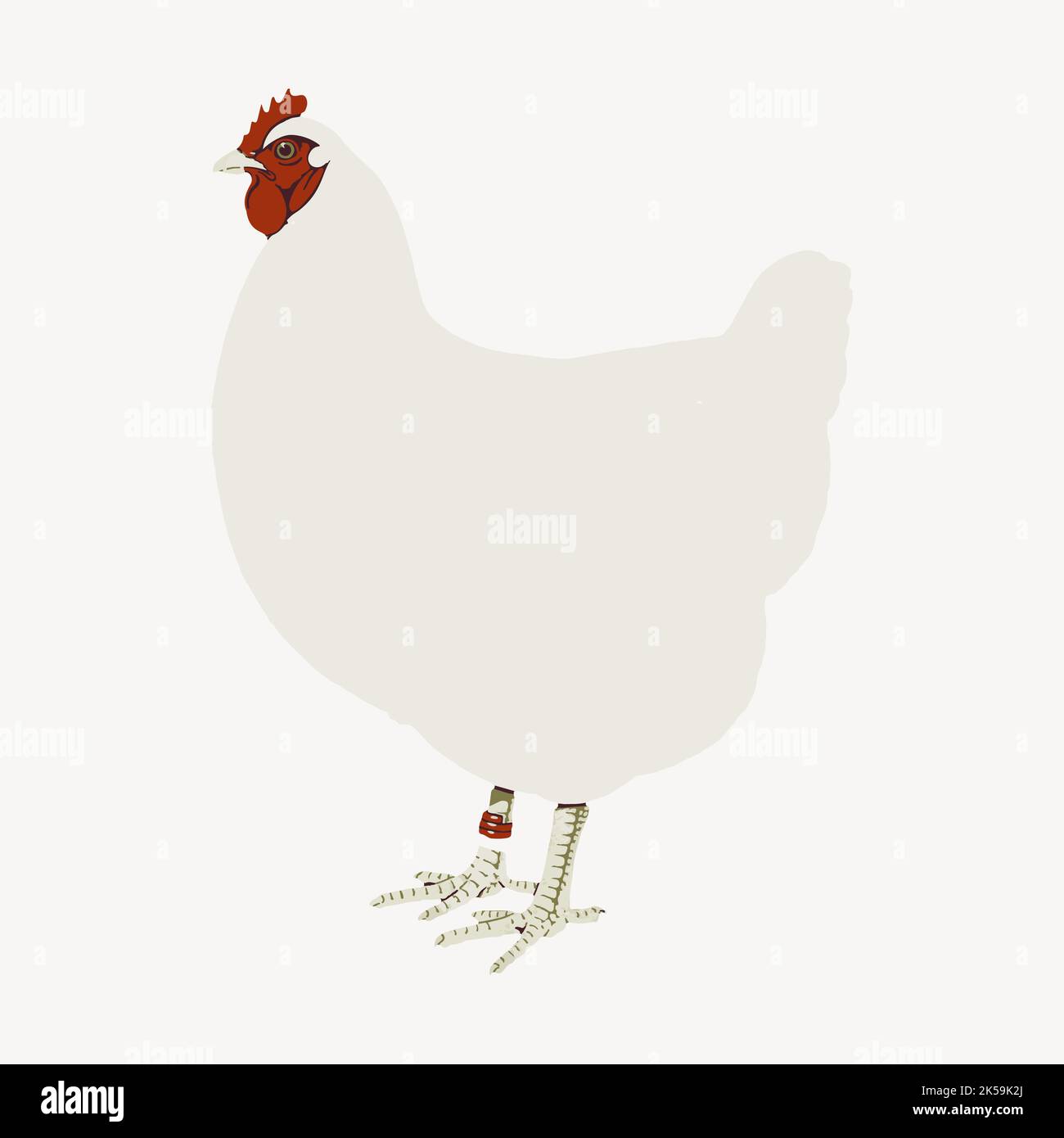 White chicken clipart, animal illustration vector Stock Vector Image ...