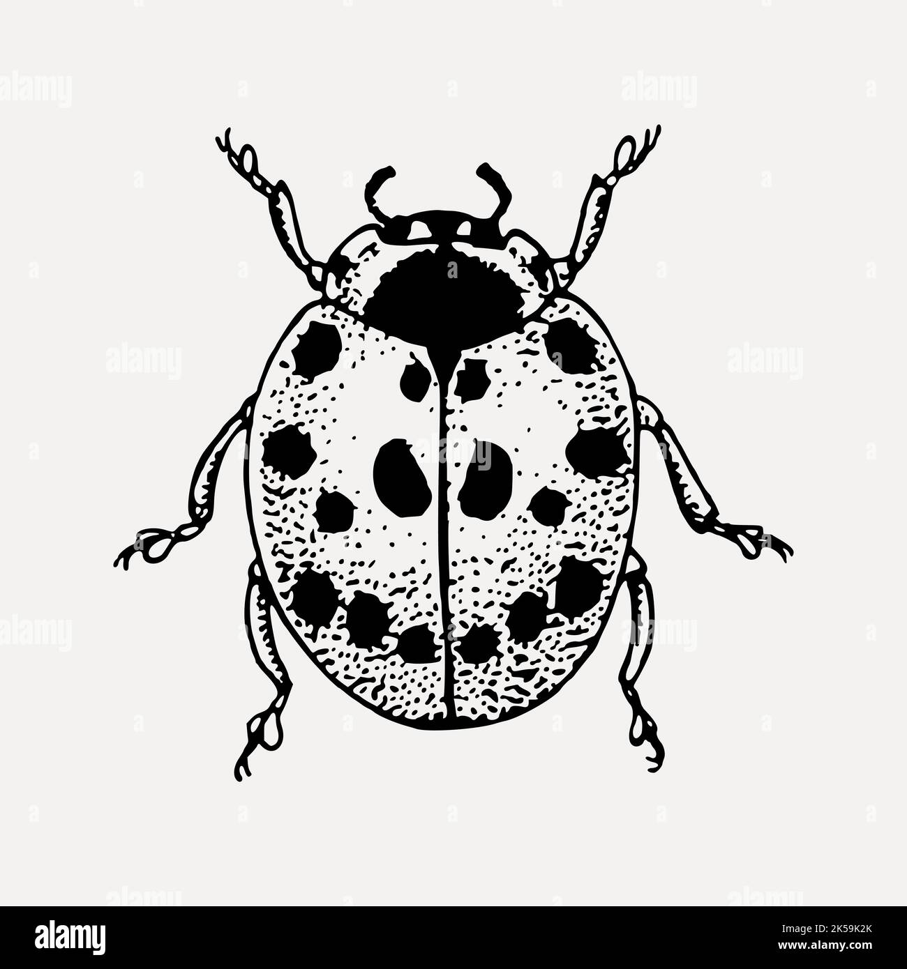 Ladybug drawing hi-res stock photography and images - Alamy