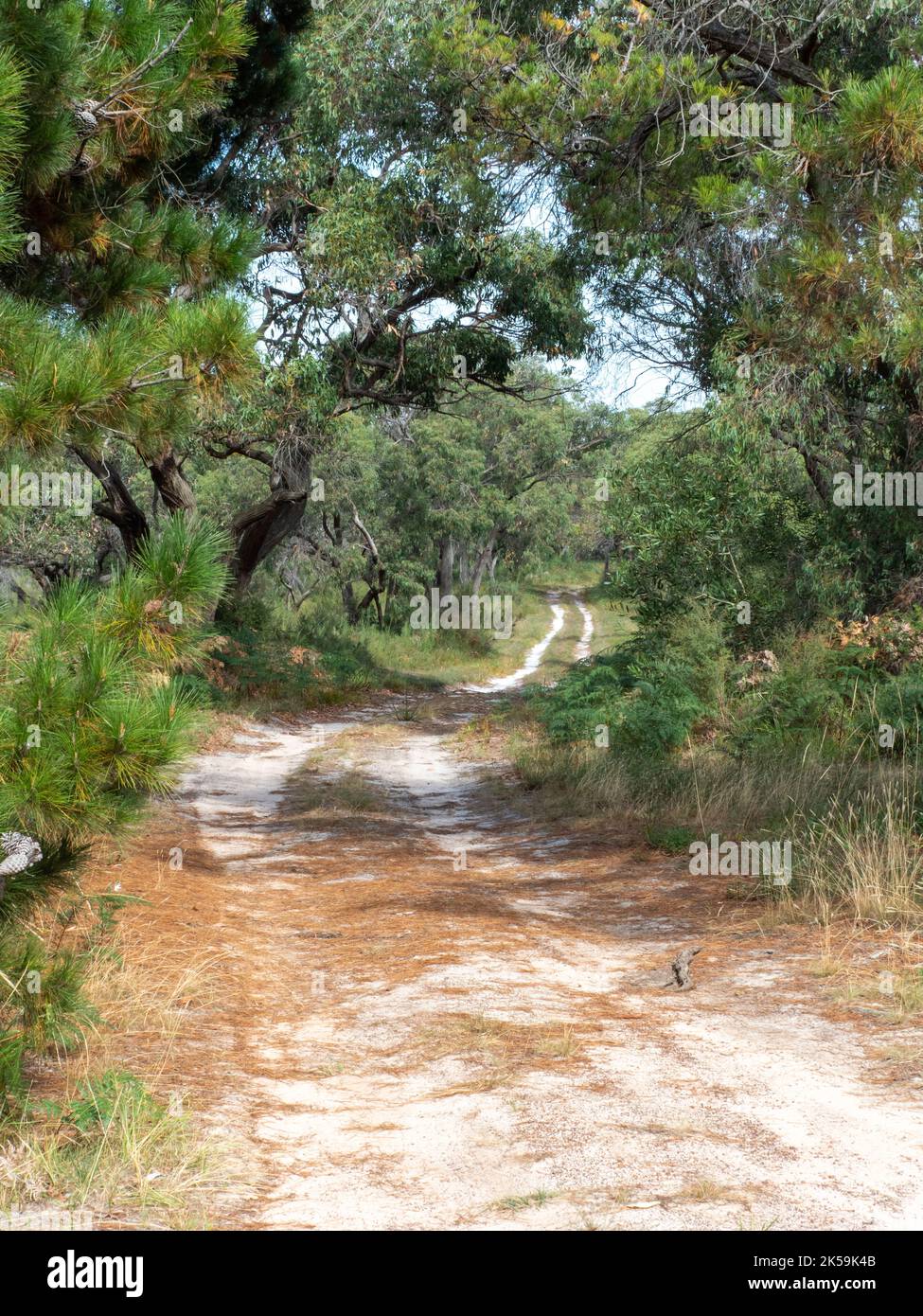 A sandy trail through the bush on French Island, Victoria, Australia ...