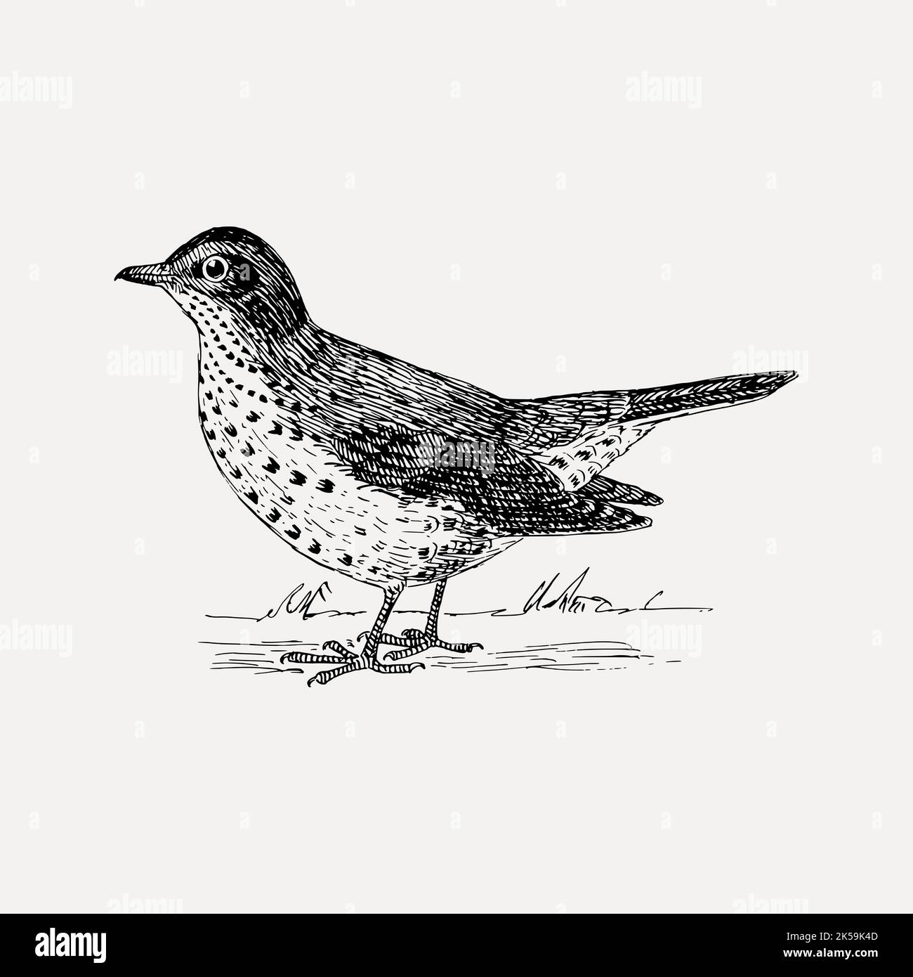 Redwing bird drawing, vintage animal illustration vector Stock Vector ...