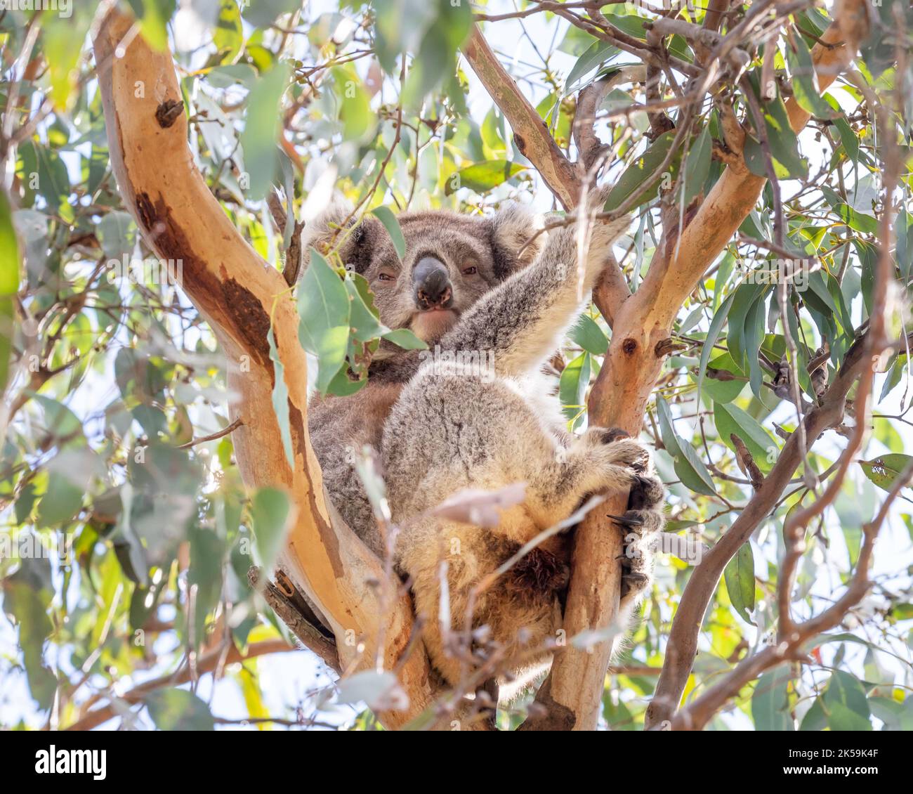 French island wildlife hi-res stock photography and images - Alamy