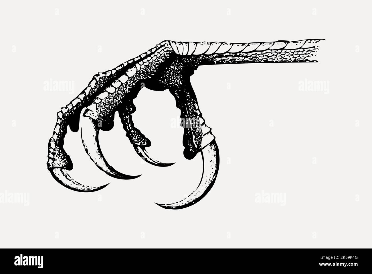 Bird claw drawing, vintage myth creature illustration vector Stock ...
