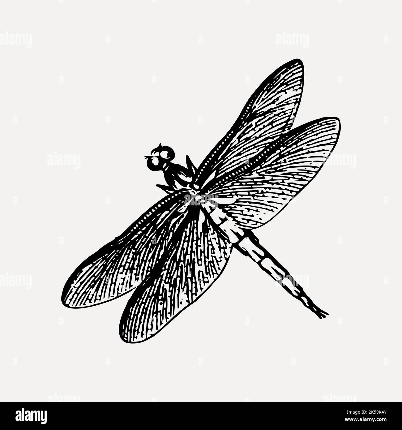 Dragonfly drawing, vintage insect illustration vector Stock Vector ...