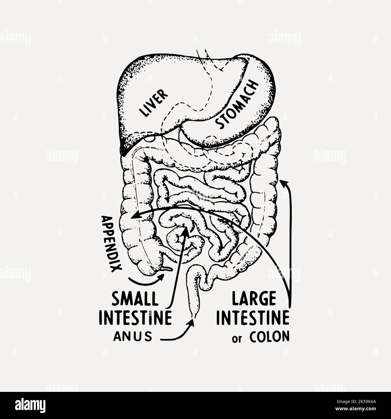Intestines anatomy drawing, vintage medical illustration vector Stock ...