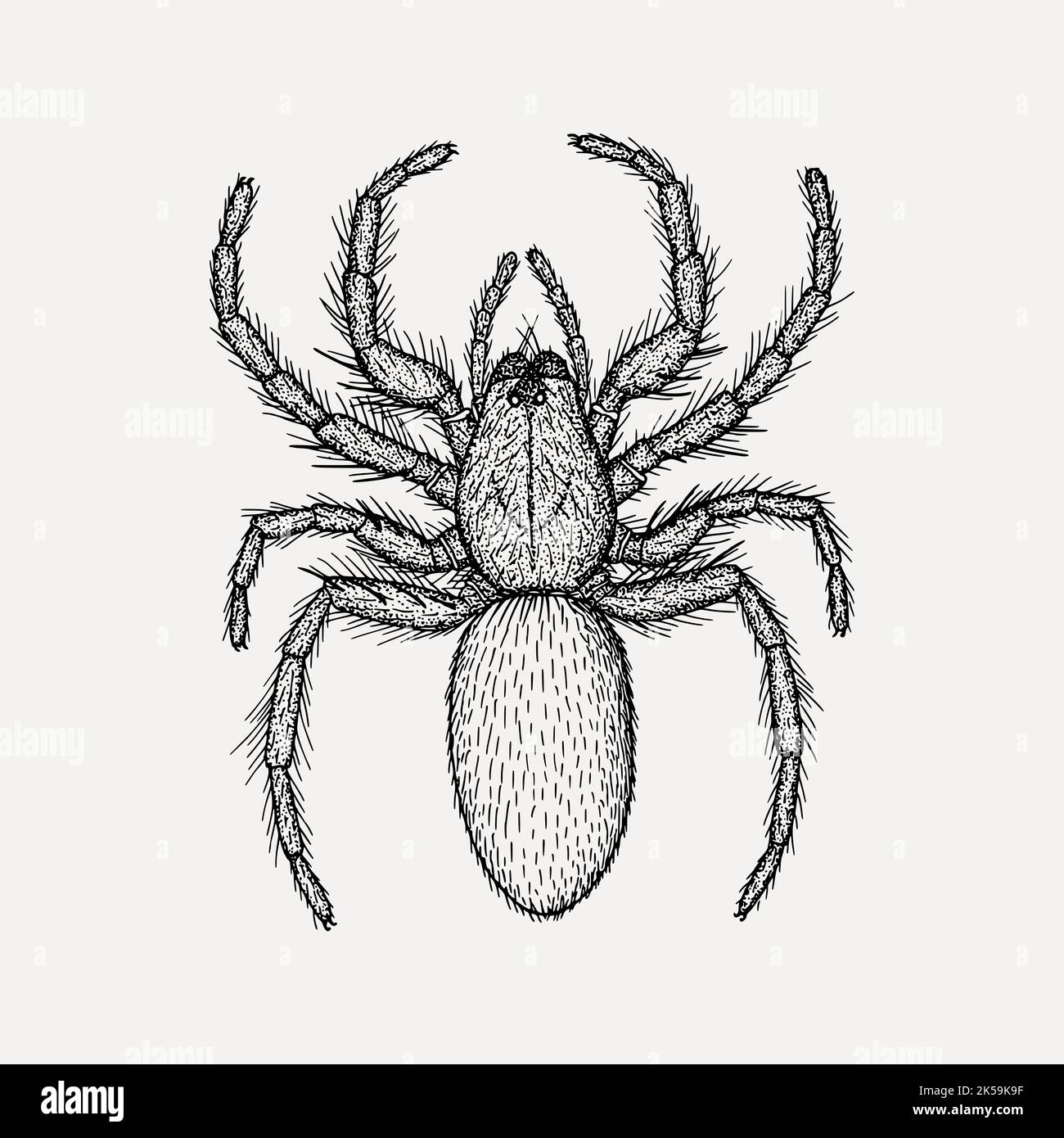 Spider drawing, vintage animal illustration vector Stock Vector Image ...