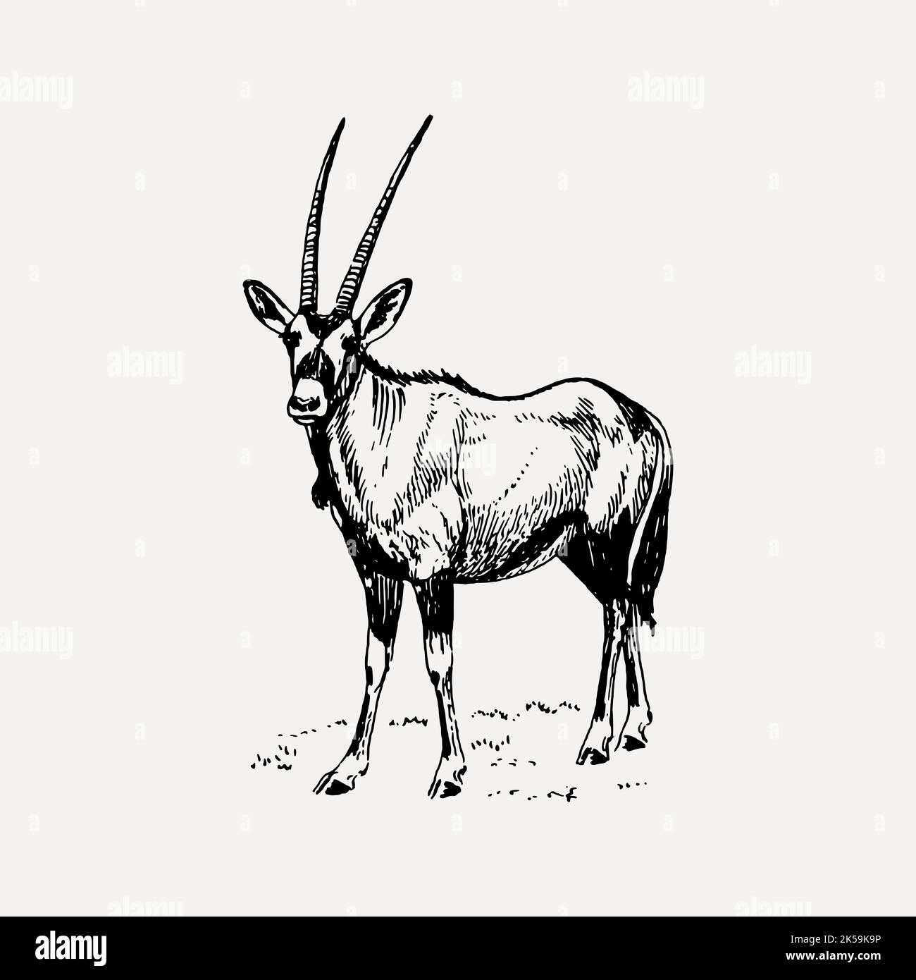 Oryx drawing hi-res stock photography and images - Alamy