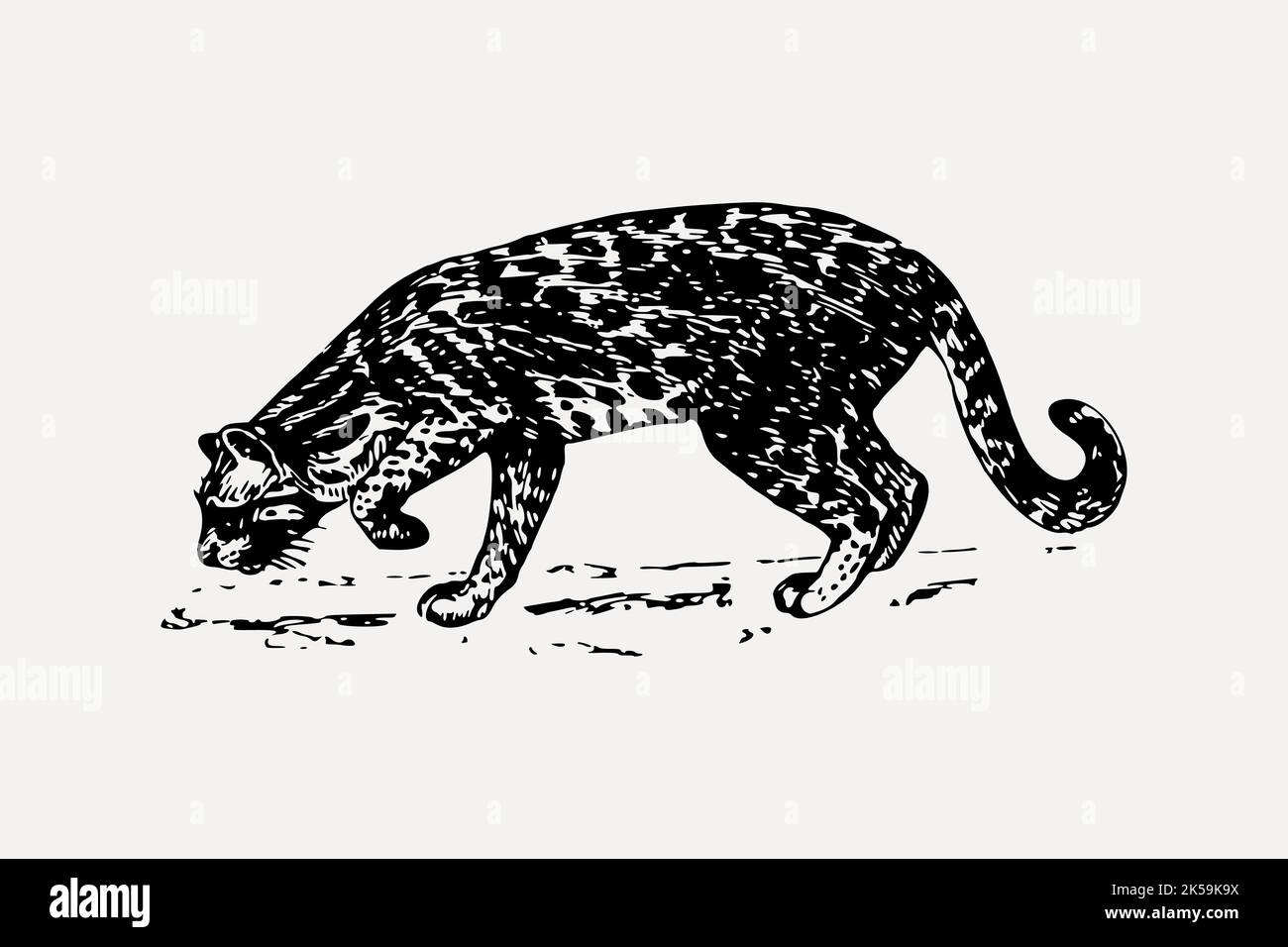 Ocelot drawing hi-res stock photography and images - Alamy