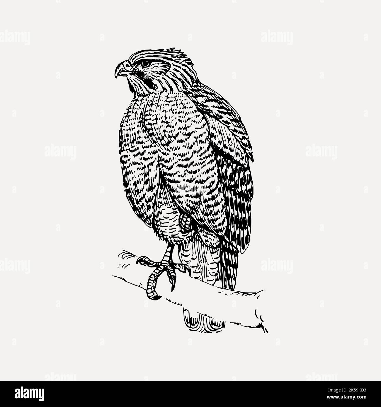 Hawk bird drawing, vintage animal illustration vector Stock Vector ...