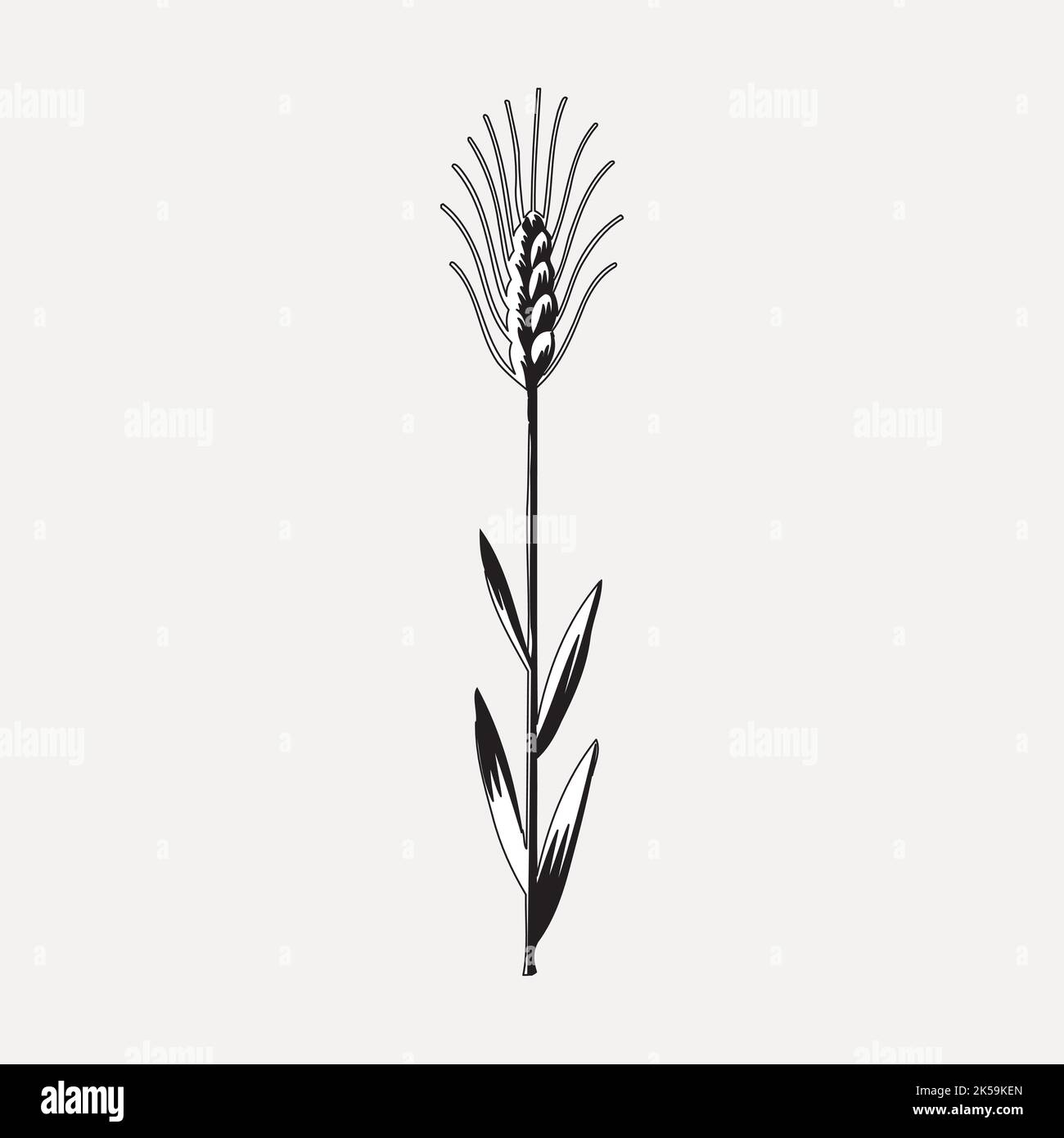 Wheat Plant Drawing