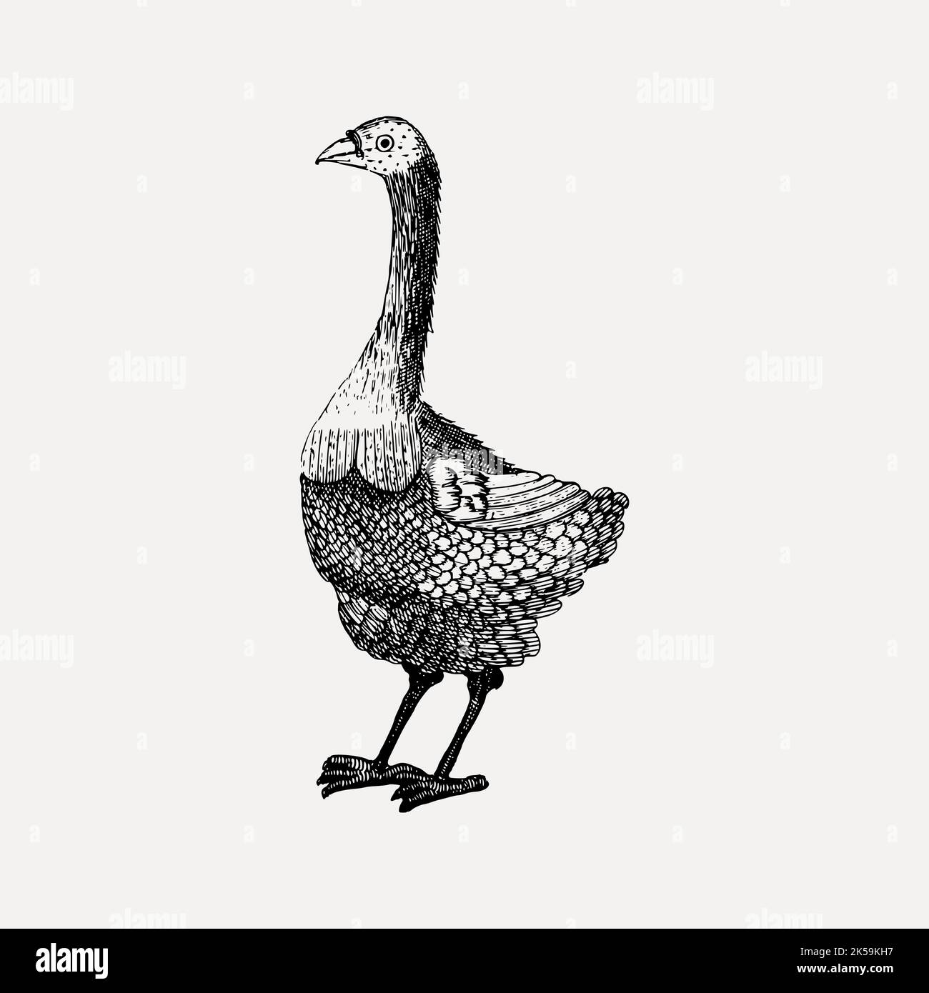 Bird drawing, vintage animal illustration vector Stock Vector Image ...