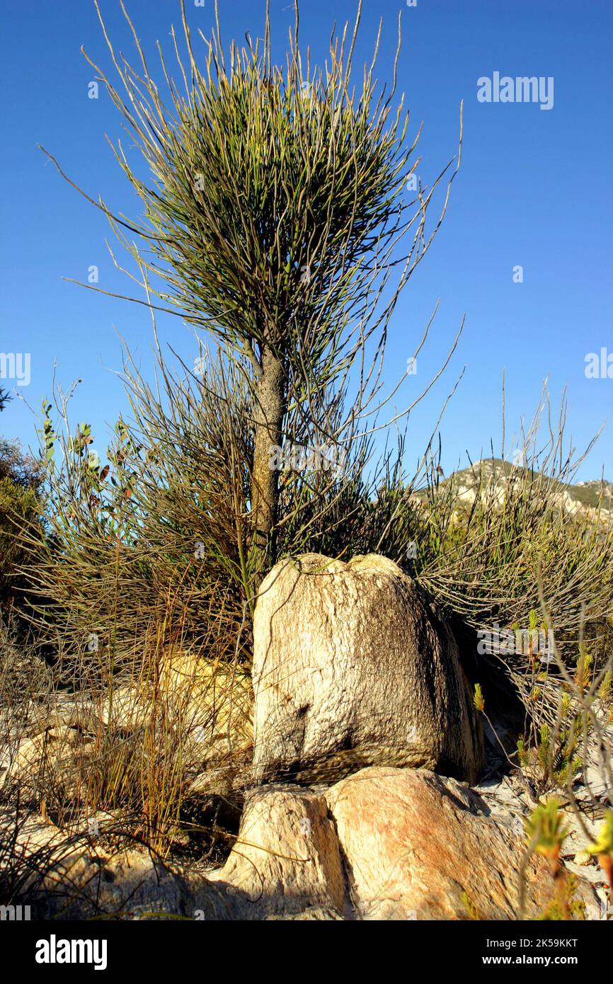 Vertical limestone rocks hi-res stock photography and images - Alamy