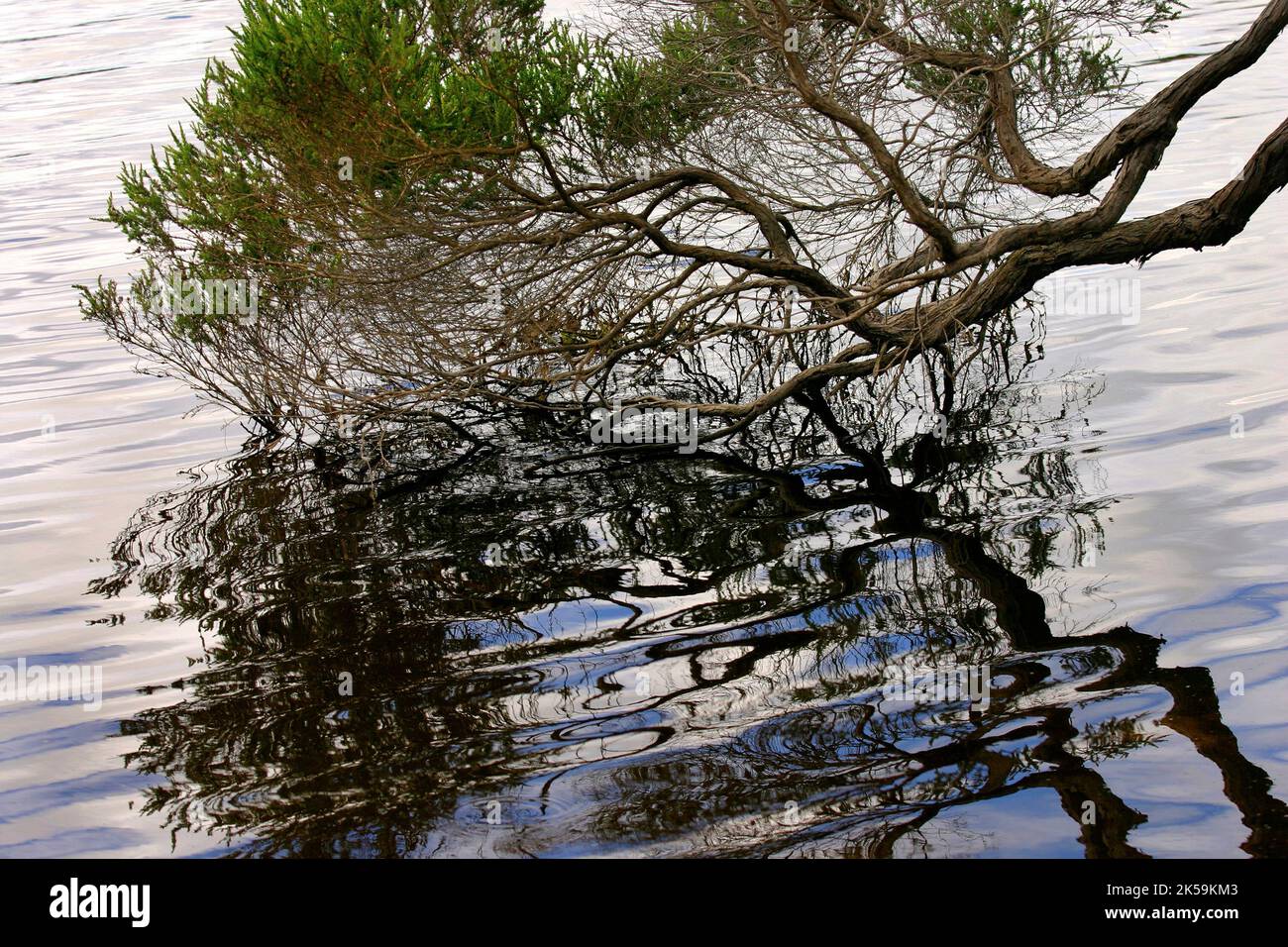 Tree branch laying in water, Southwest Australia Stock Photo - Alamy