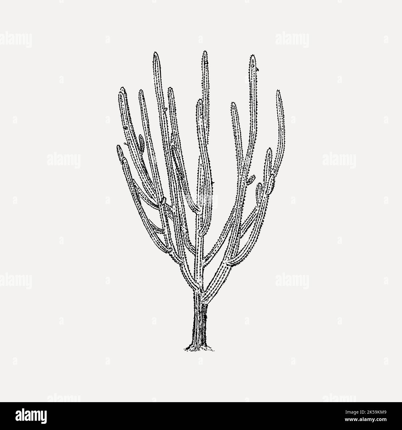 Cactus tree drawing, vintage plant illustration vector Stock Vector ...